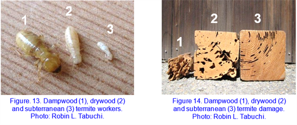 Subterranean Termite Damage Subterranean Termite Damage